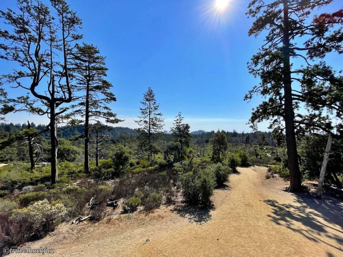 Redwoods & Railroads: A Classic Day Trip to Henry Cowell and Roaring ...