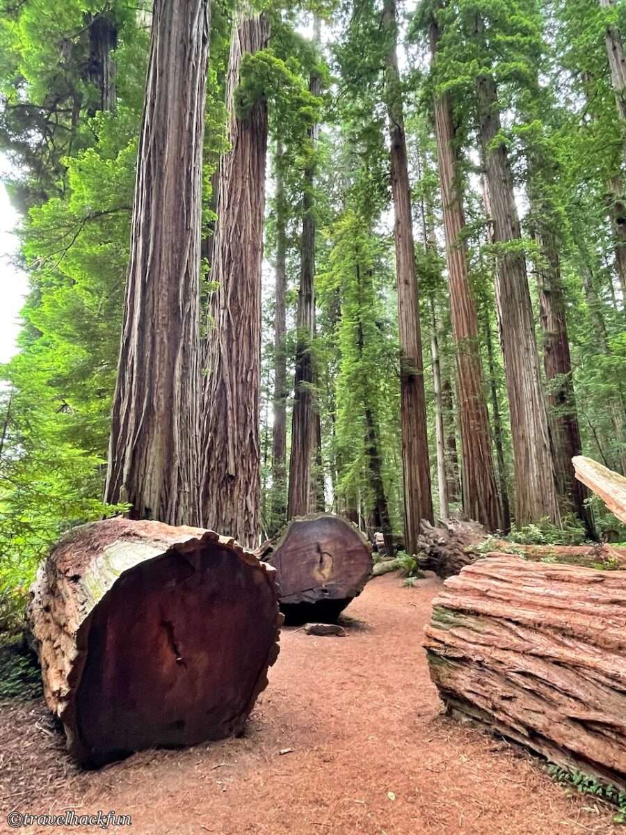 【紅木國家公園 Redwood National Park】Hiouchi 區域 | Jedediah Smith Redwoods State Park - 時空旅人札記