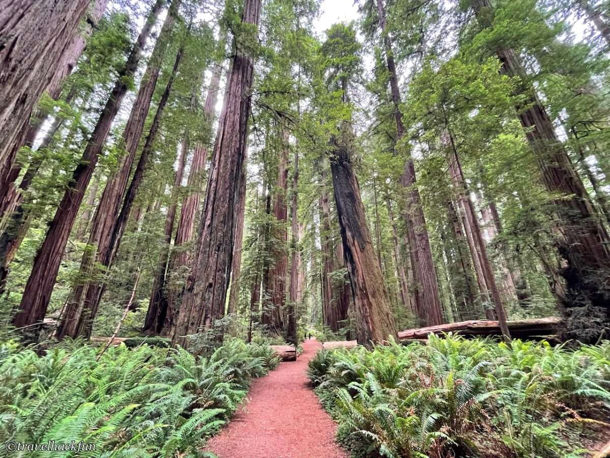 【紅木國家公園 Redwood National Park】Hiouchi 區域 | Jedediah Smith Redwoods ...