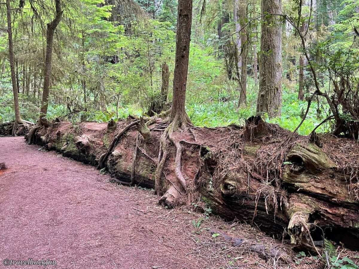 【紅木國家公園 Redwood National Park】Hiouchi 區域 | Jedediah Smith Redwoods ...