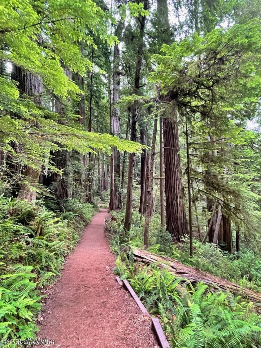 【紅木國家公園 Redwood National Park】Hiouchi 區域 | Jedediah Smith Redwoods ...