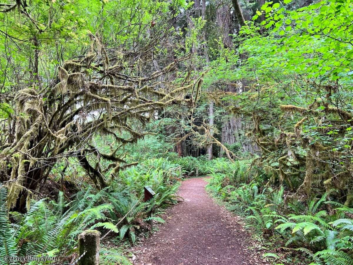 A Visitor’s Guide to Prairie Creek Redwoods State Park in Redwood ...