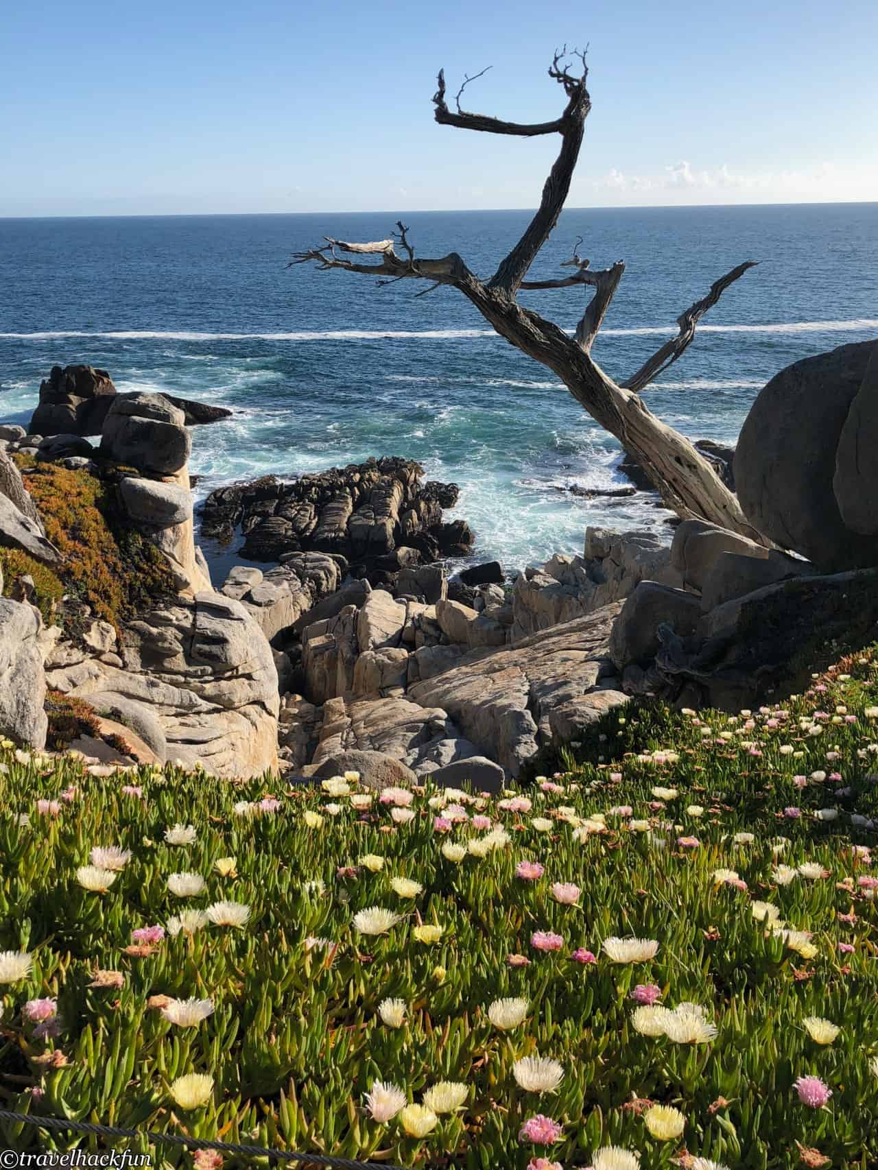 【中加州景點】Monterey 17 miles drive 一日遊 | Top 6景點整理 - 時空旅人札記