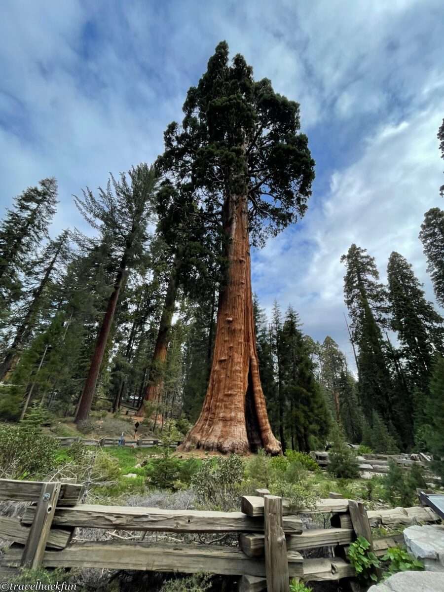 Sequoia National Park Ultimate Travel Guide | Day Trip Itinerary | The ...