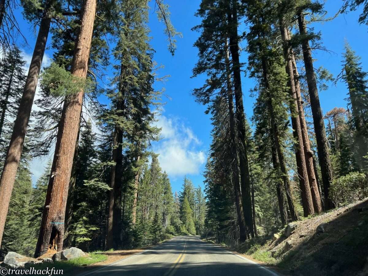 Sequoia National Park Ultimate Travel Guide | Day Trip Itinerary | The ...