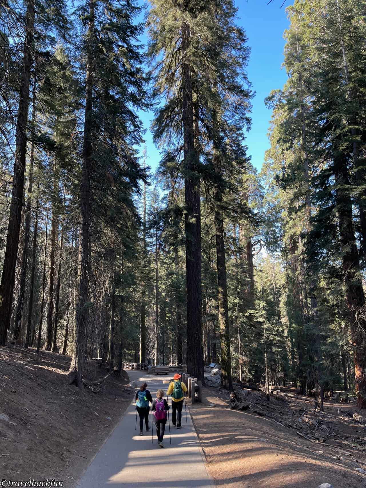 Sequoia National Park Ultimate Travel Guide | Day Trip Itinerary | The ...