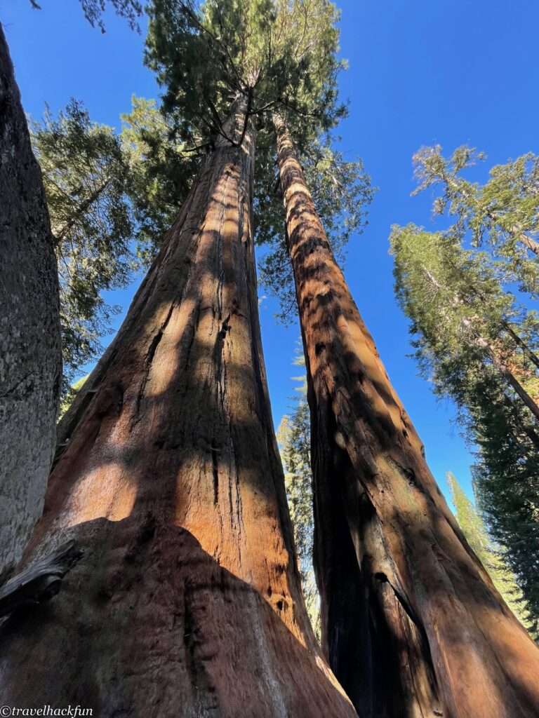 Sequoia National Park Ultimate Travel Guide | Day Trip Itinerary | The ...