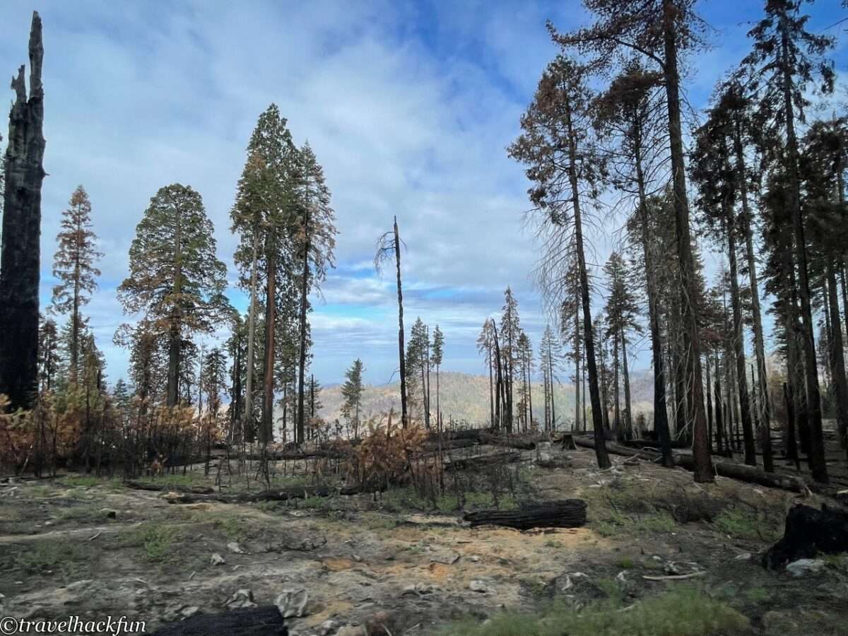 Sequoia National Park Ultimate Travel Guide | Day Trip Itinerary | The ...