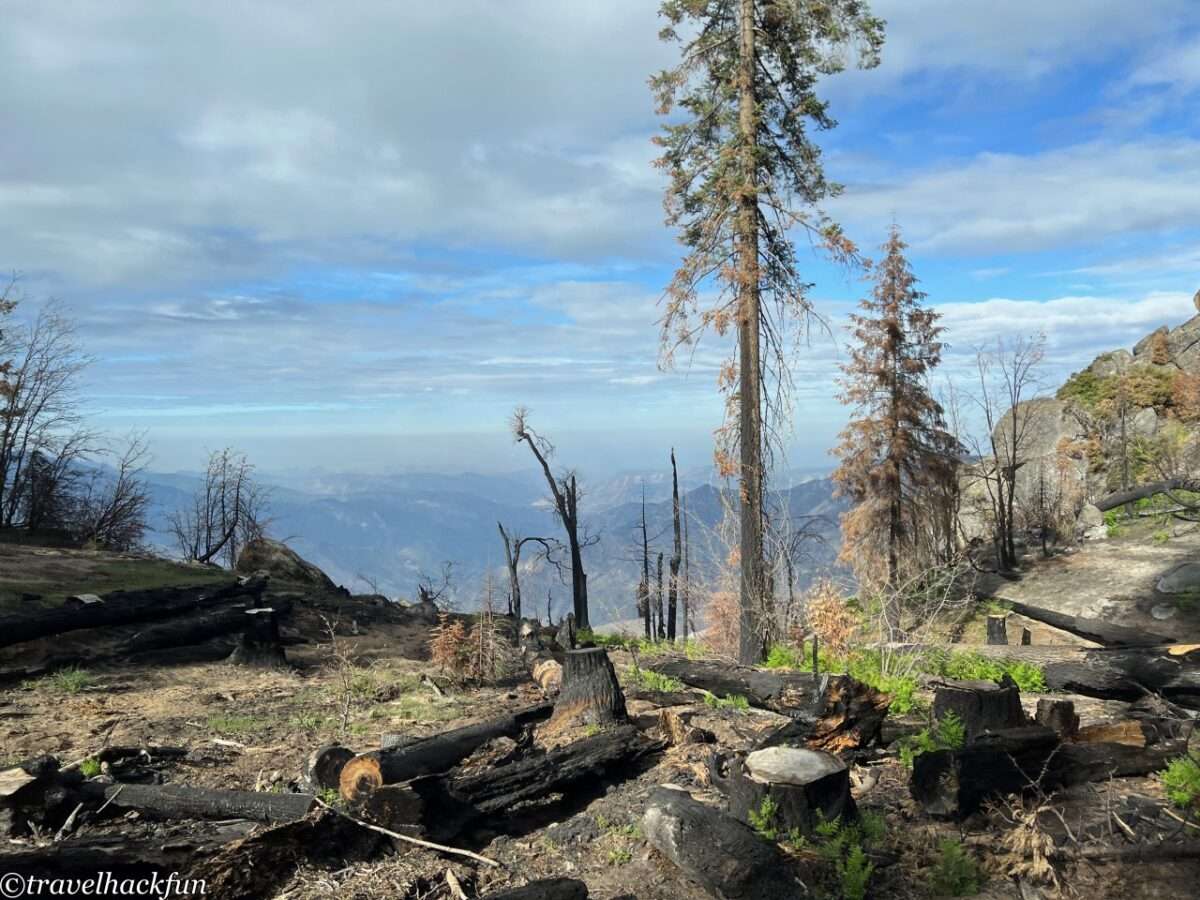 Sequoia National Park Ultimate Travel Guide | Day Trip Itinerary | The ...